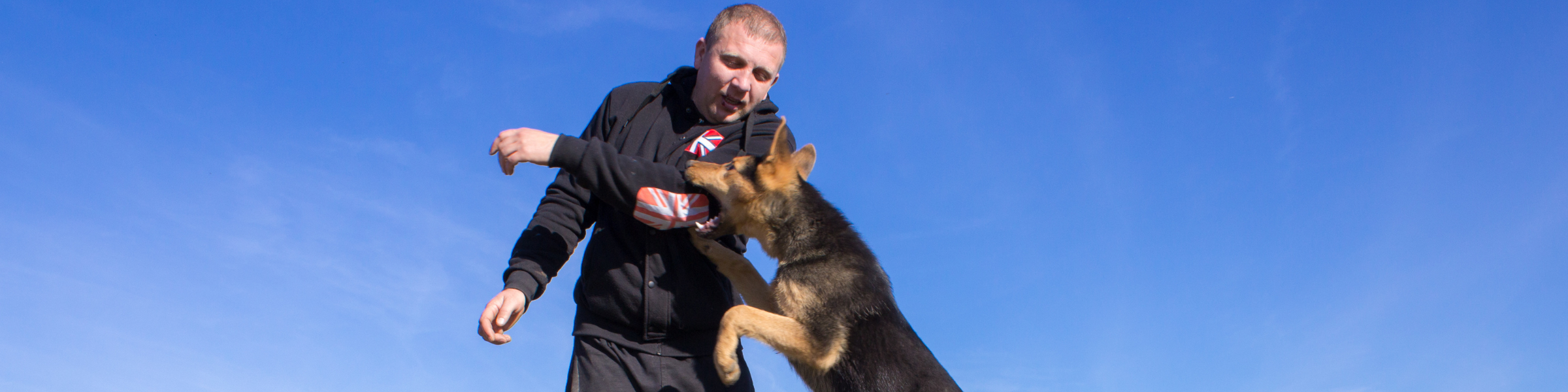 Liability For Injuries Caused By Domestic Animals | TORKLAW